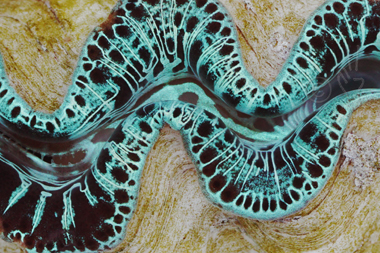 Blue Maxima Clam - Tridacna maxima