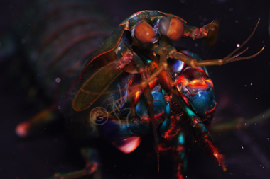 Purple Spot Mantis Shrimp - Gonodactylus smithii