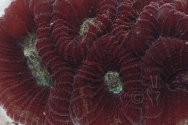 Multi Color Favites Brain Coral - Favites spp.