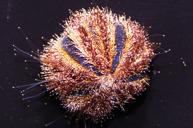 Red Royal Urchin - Mespilia globulus