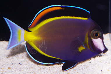Powder Brown Surgeonfish - Acanthurus japonicus