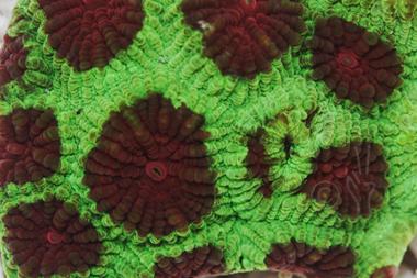 Red and Green Favites Brain Coral - Favites spp.