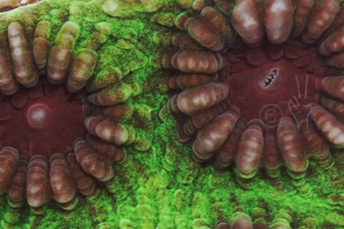 Red Eyed Green Favia Brain Coral - Favia spp.