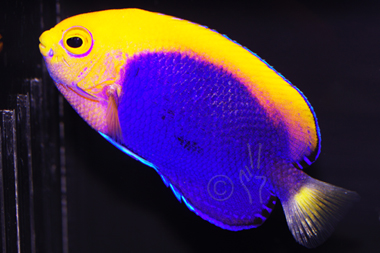 African Flameback Angelfish - Centropyge acanthops
