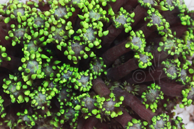 Green Flower Pot Coral - Goniopora spp.