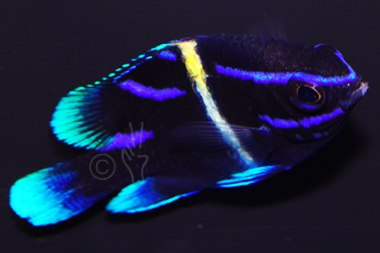 Neon Velvet Damselfish - Neoglyphidodon oxyodo