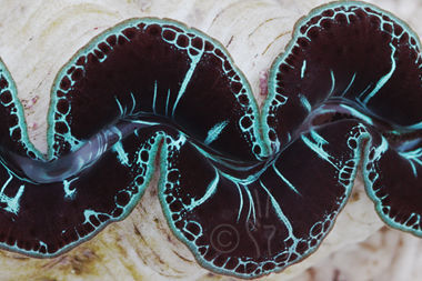 Blue and Purple Maxima Clam - Tridacna maxima