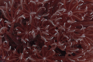 Blue Xenia - Anthelia spp.