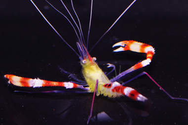 Yellow Coral Banded Shrimp - Stenopus cyanoscelis