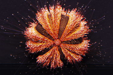 Royal Urchin - Mespilia globulus