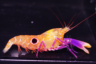 Bullseye Pistol Shrimp - Alpheus soror