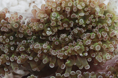 Green Wall Frogspawn - Euphyllia divisa