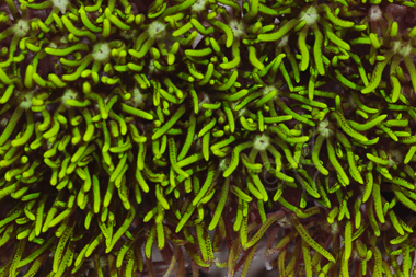 Metallic Green Star Polyps - Pachyclavularia spp.