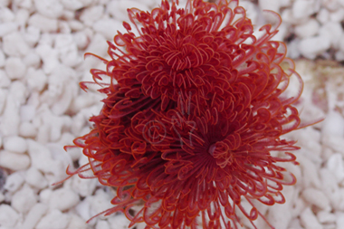 Magnificent Red Coco Worm - Protula magninfica