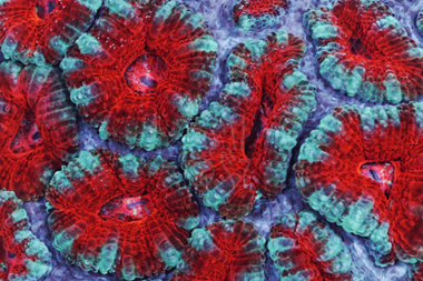 Red & Blue Acan Lord - Acanthastrea lordhowensis