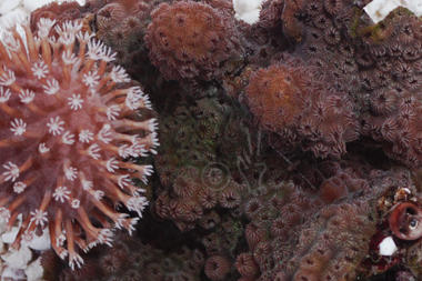 Flowering Pavona with Umbrella Leather - Pavona maldivensis ...