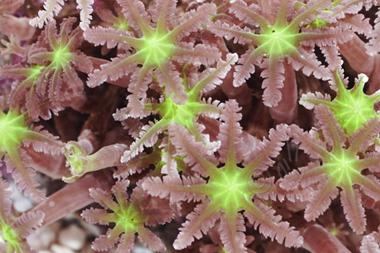 Green Glove Polyps - Clavularia spp.