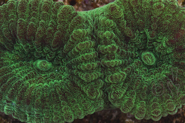 Green Favites Brain Coral - Favites spp.