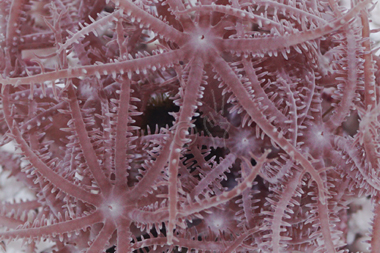 Encrusting Anthelia - Anthelia spp.