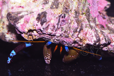 Electric Blue Knuckle Hermit Crab - Calcinus elegans