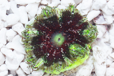 Maxi-Mini Pizza Anemone - Stichodactyla tapetum