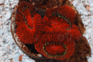 Red Acan Lord Frag - Acanthastrea lordhowensis