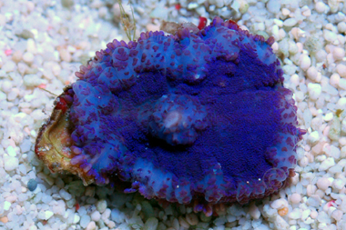 Purple Bullseye Mushroom Polyp - Rhodactis spp.