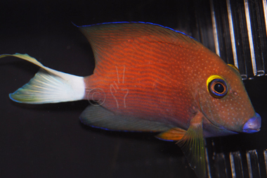 White Tail Bristletooth Tang - Ctenochaetus flavicauda
