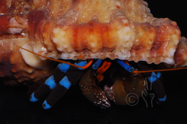 Electric Blue Knuckle Hermit Crab - Calcinus elegans