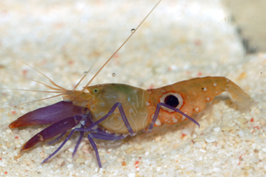 Bullseye Pistol Shrimp - Alpheus soror