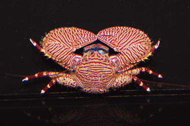 Blue Porcelain Crab - Petrolisthes spp.