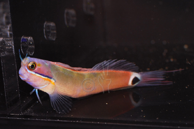 Tail Spot Blenny - Ecsenius stigmatura
