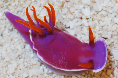 Purple Sea Slug - Hypselodoris apolegma
