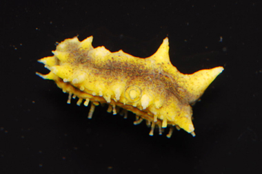 Yellow Sea Cucumber - Colochirus robustus