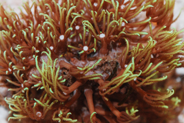 Green Star Polyps - Pachyclavularia spp.