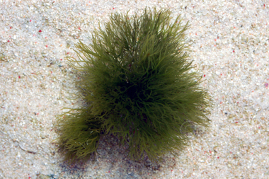 Green Gracilaria Algae - Gracilaria spp.