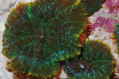 Green Bullseye Mushroom - Rhodactis spp.