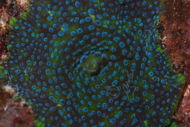 Blue Spotted Mushrooms - Discosoma spp.