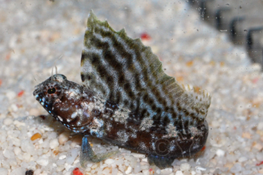 Sailfin Blenny
