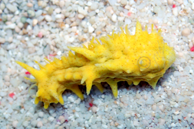 Yellow Sea Cucumber - Colochirus robustus