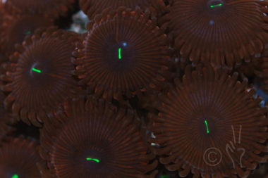 Green Mouth Paly's - Palythoa spp.