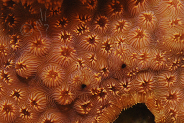 Orange Flowering Pavona - Pavona maldivensis