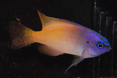 Smith's Damselfish - Pomacentrus smithi