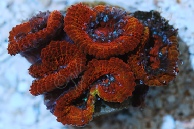 Acan Lord Brain - Frag - Acanthastrea lordhowensis