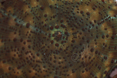 Spotted Mushrooms - Discosoma spp.