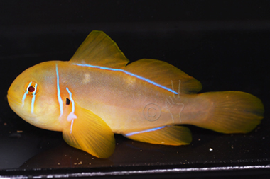 Citron Clown Goby - Gobiodon citrinus