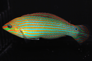 Melanurus Wrasse - Halichoeres melanurus