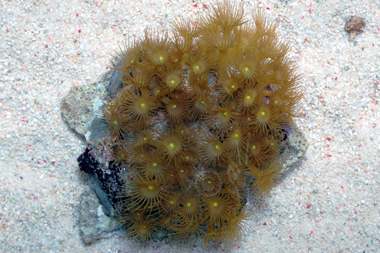 Yellow Polyps - Cultured - Parazoanthus spp.