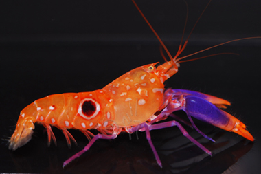 Bullseye Pistol Shrimp - Alpheus soror