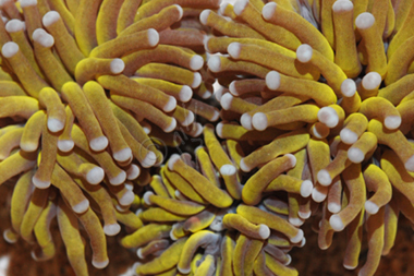 Aussie Gold Torch Coral - Euphyllia glabresens